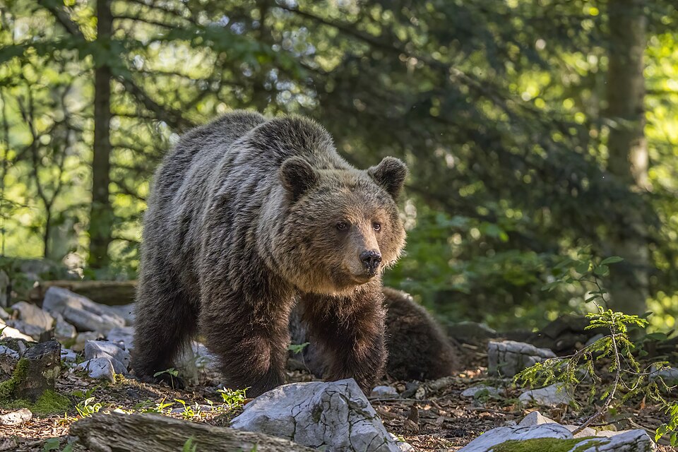 Large Mammals Rebound as Rural Human Populations Decline – envirobites